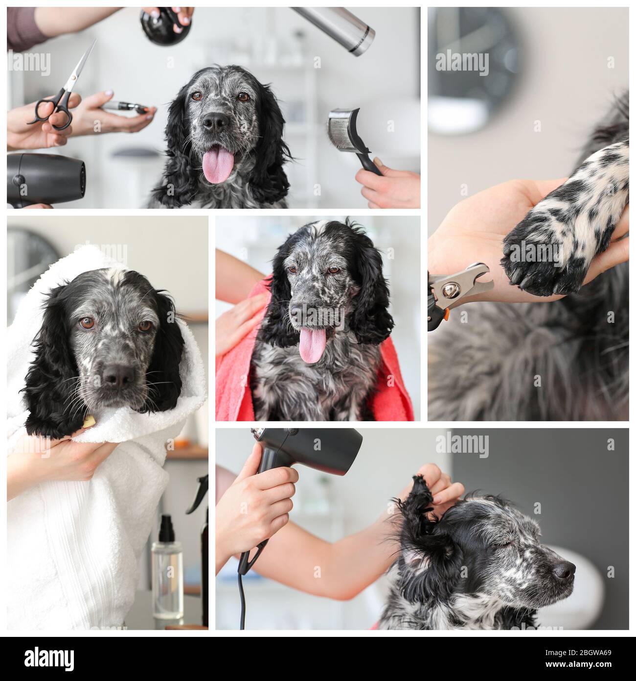 Dog wash paw Cut Out Stock Images & Pictures - Alamy