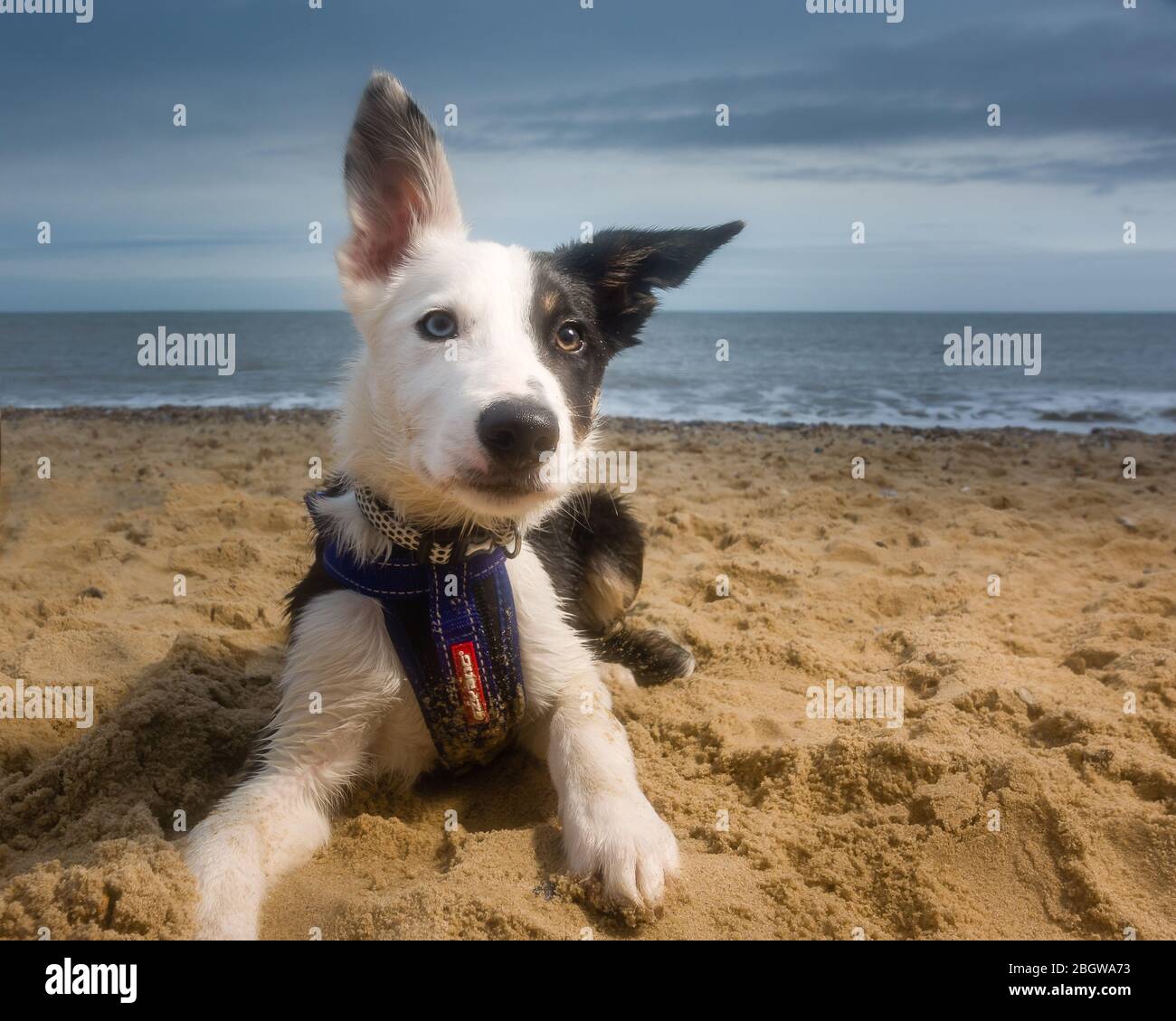 Border collie puppy portrait, on beach- Winterton, October 2017 Stock ...