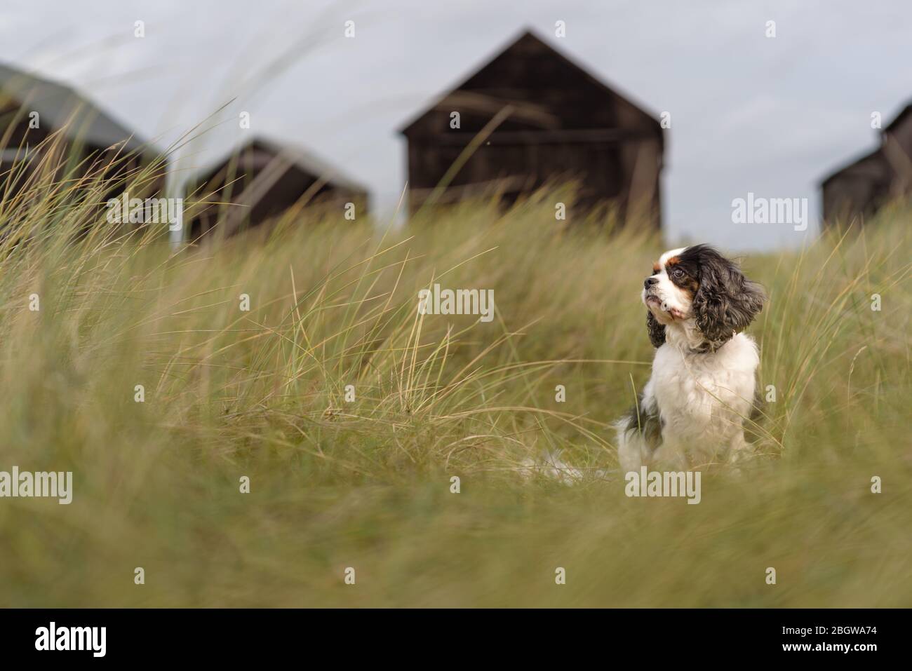 Cavalier King Charles portrait, in dune grasses- Winterton, October ...