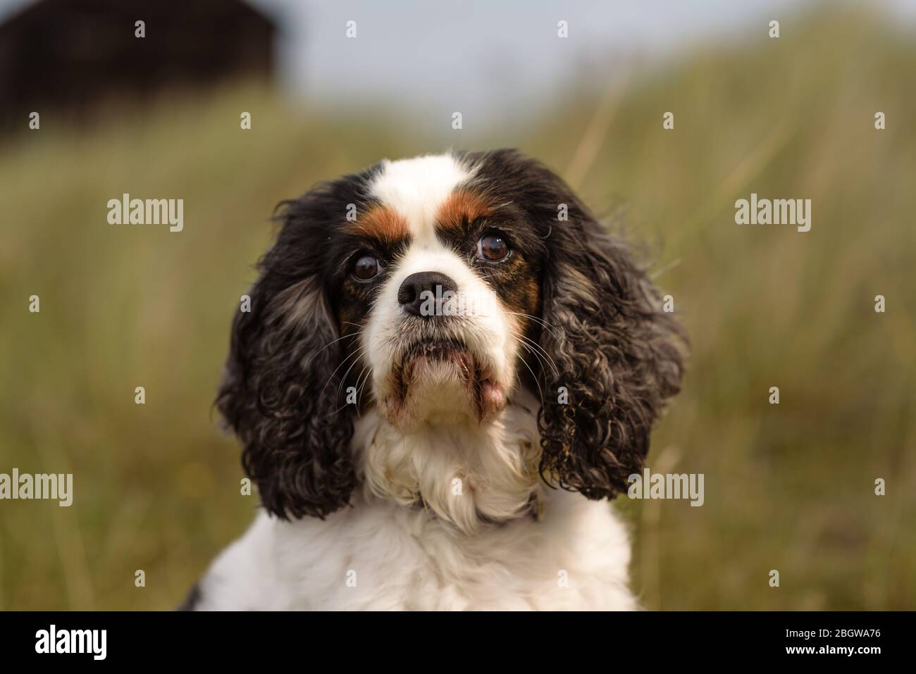 Cavalier King Charles portrait, in dune grasses- Winterton, October ...