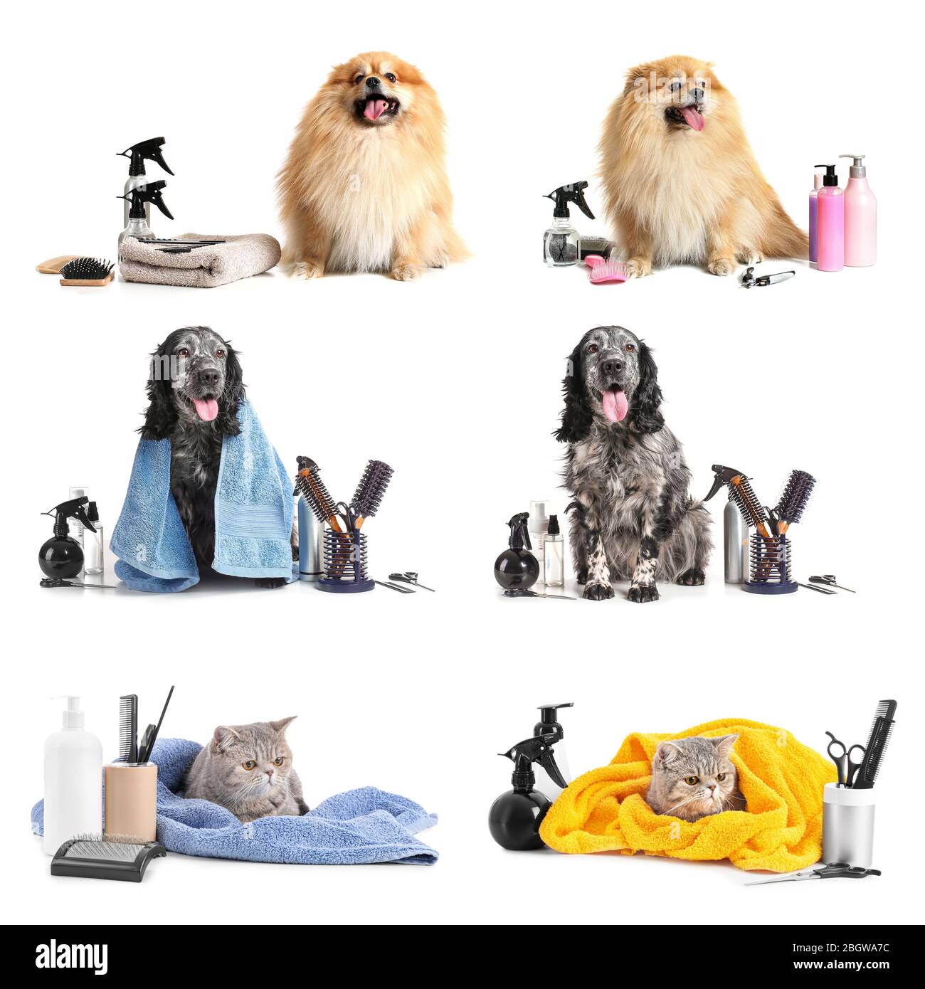 Cute animals with set for grooming on white background Stock Photo - Alamy