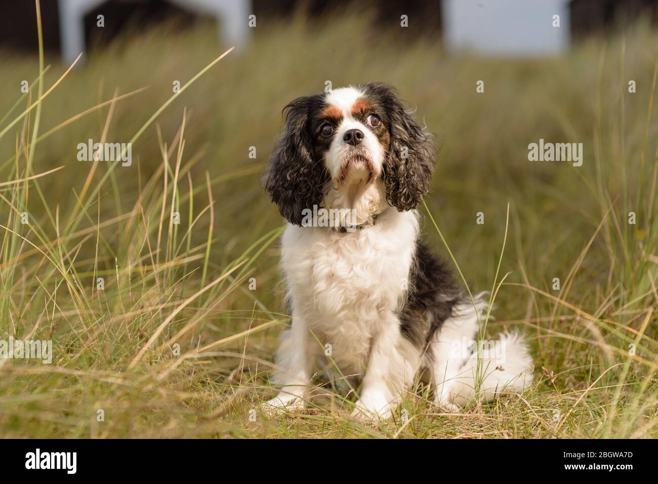 Cavalier King Charles portrait, in dune grasses- Winterton, October ...