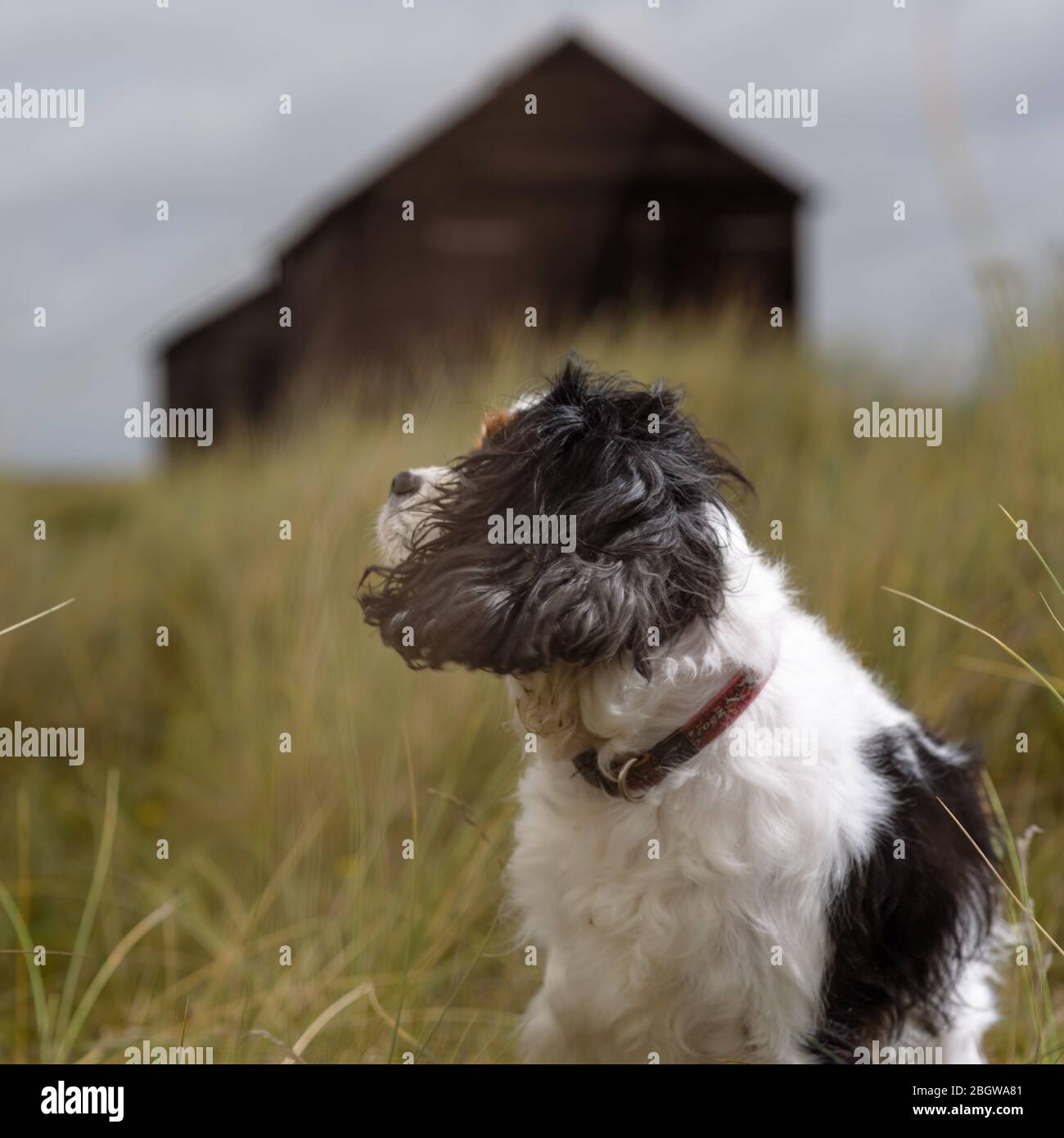 Cavalier King Charles portrait, in dune grasses- Winterton, October ...