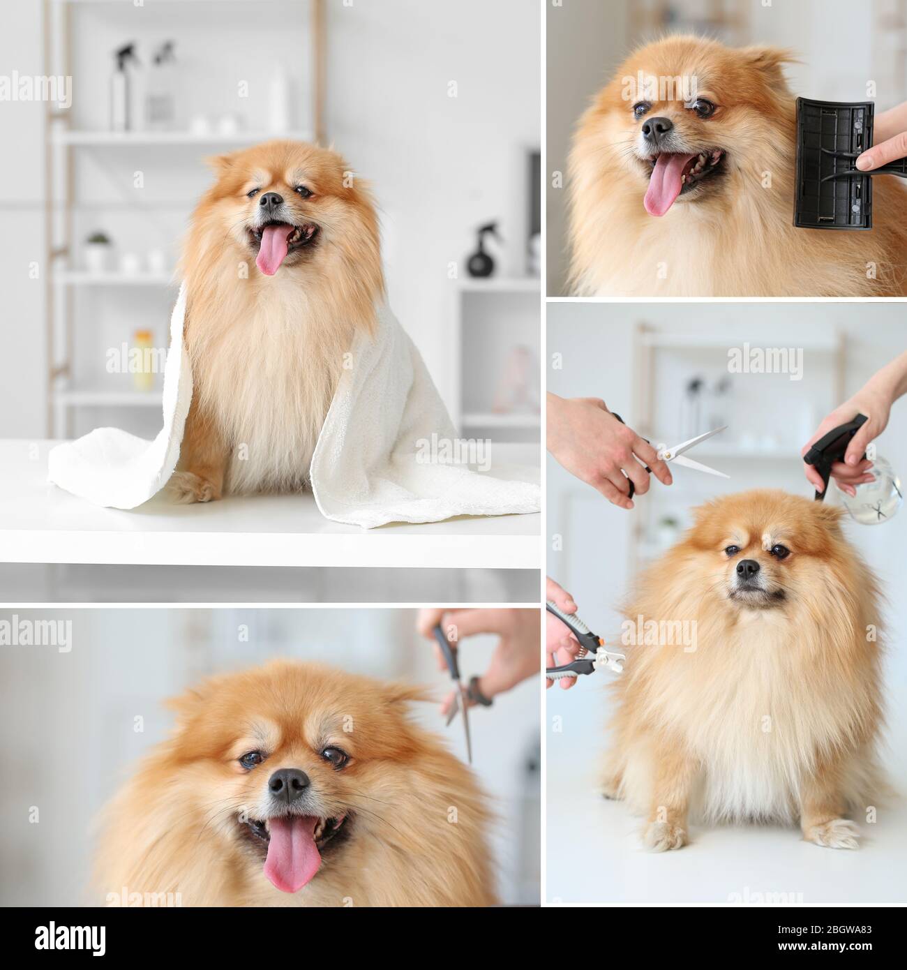 Pomeranian Grooming Before And After