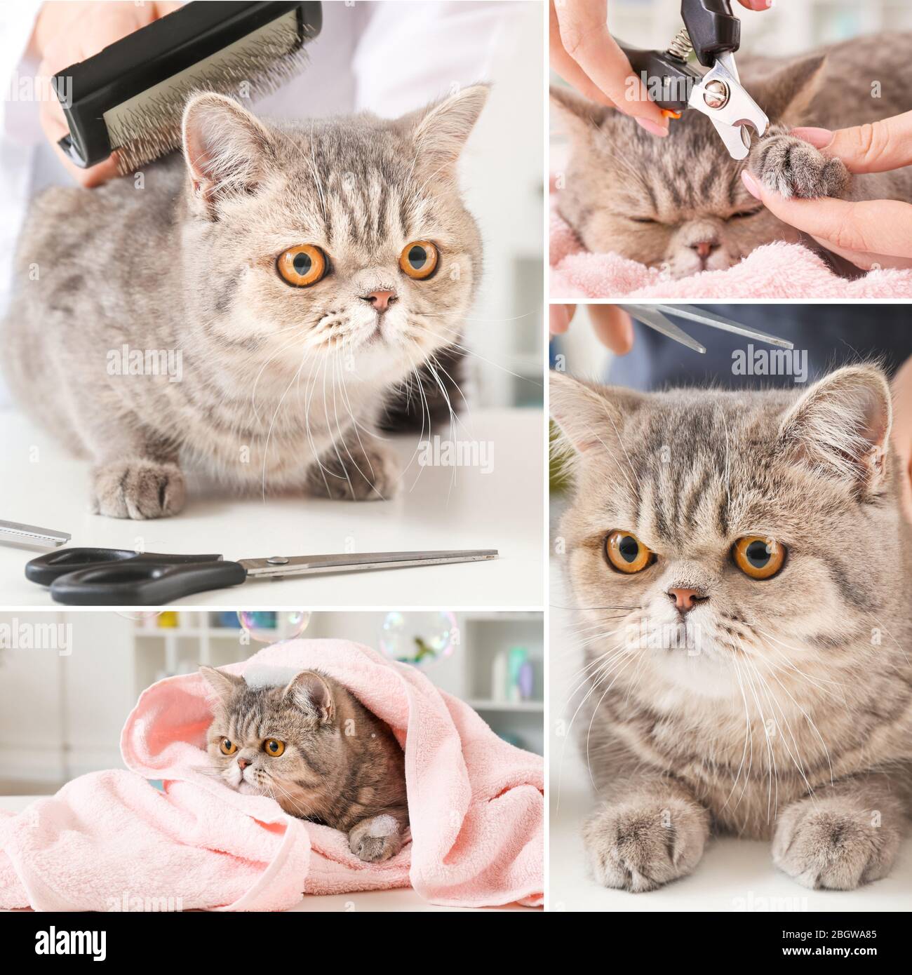 Collage of photos with cute funny cat in grooming salon Stock Photo - Alamy