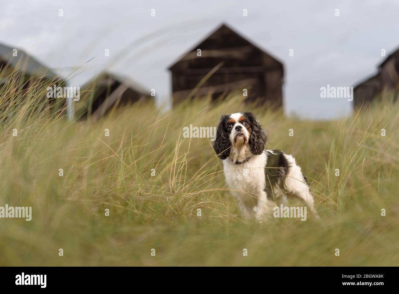 Cavalier King Charles portrait, in dune grasses- Winterton, October ...