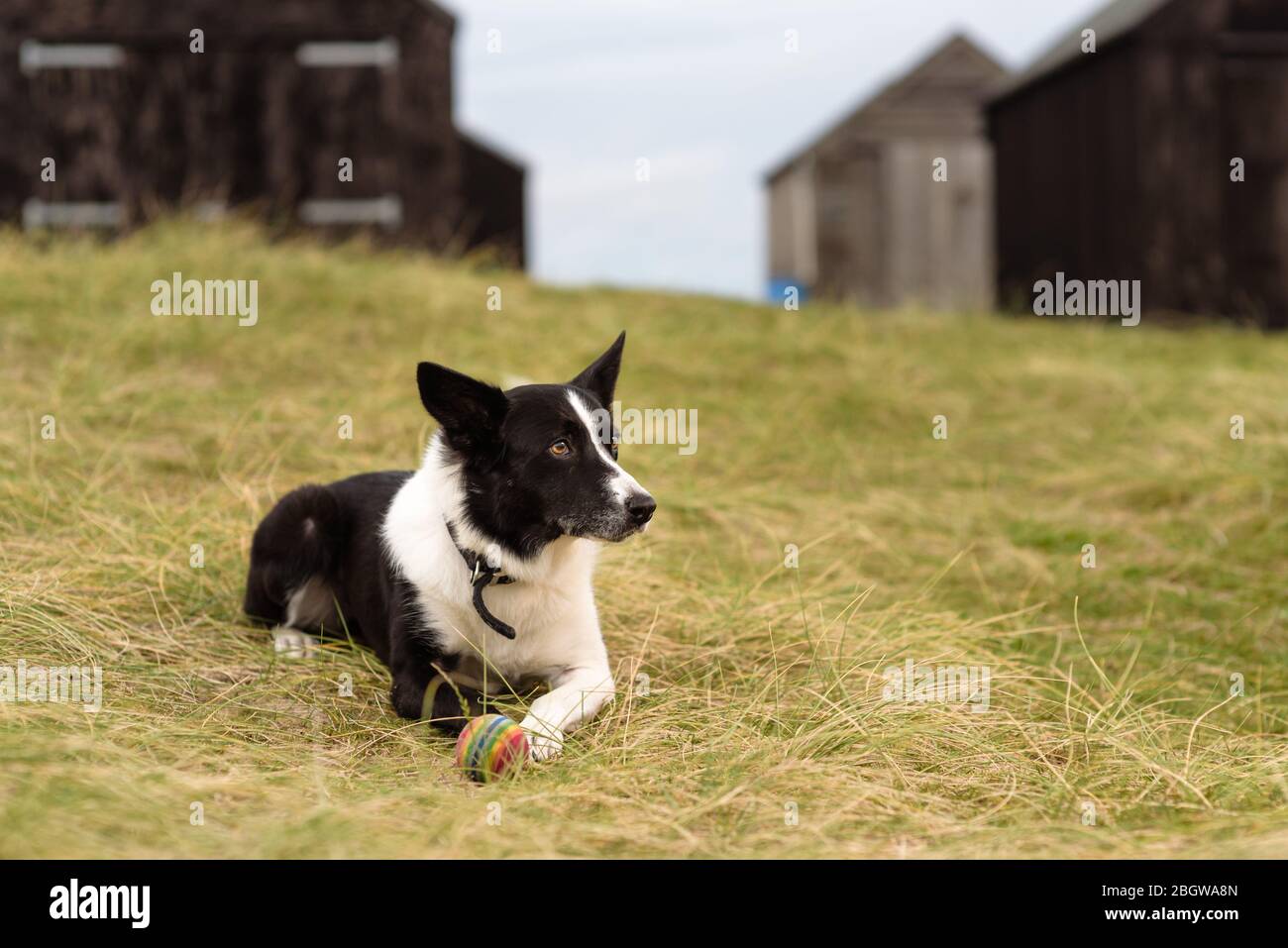 Border collie with ball, on grass- Winterton, October 2017 Stock Photo ...
