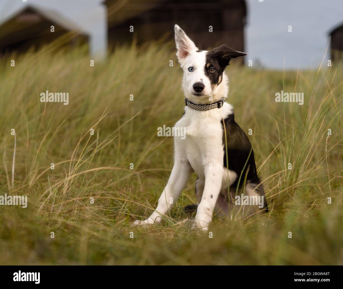 Border collie puppy portrait, in dune grasses- Winterton, October 2017 ...
