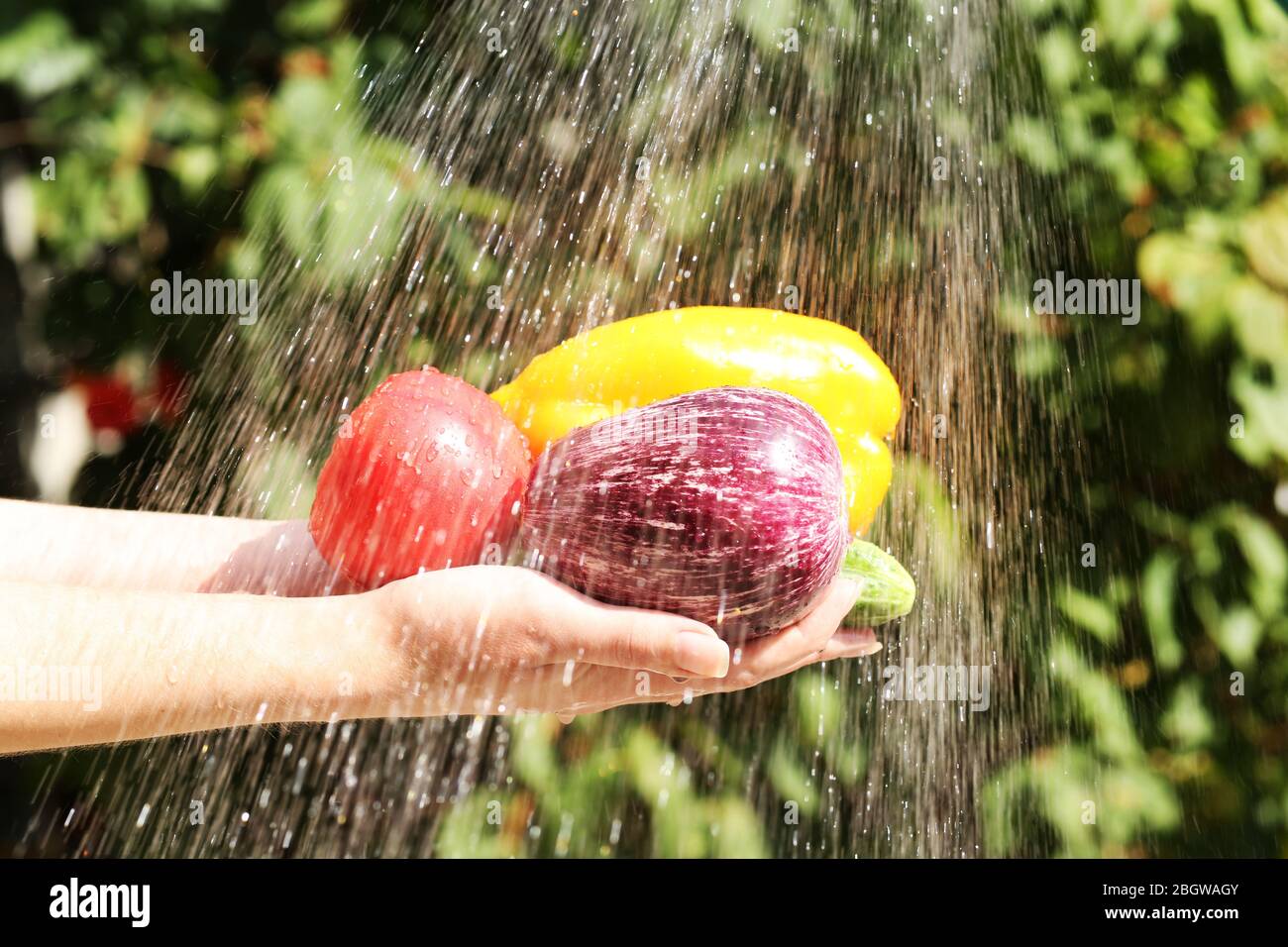 Splashing water and washing leaves hi-res stock photography and images ...