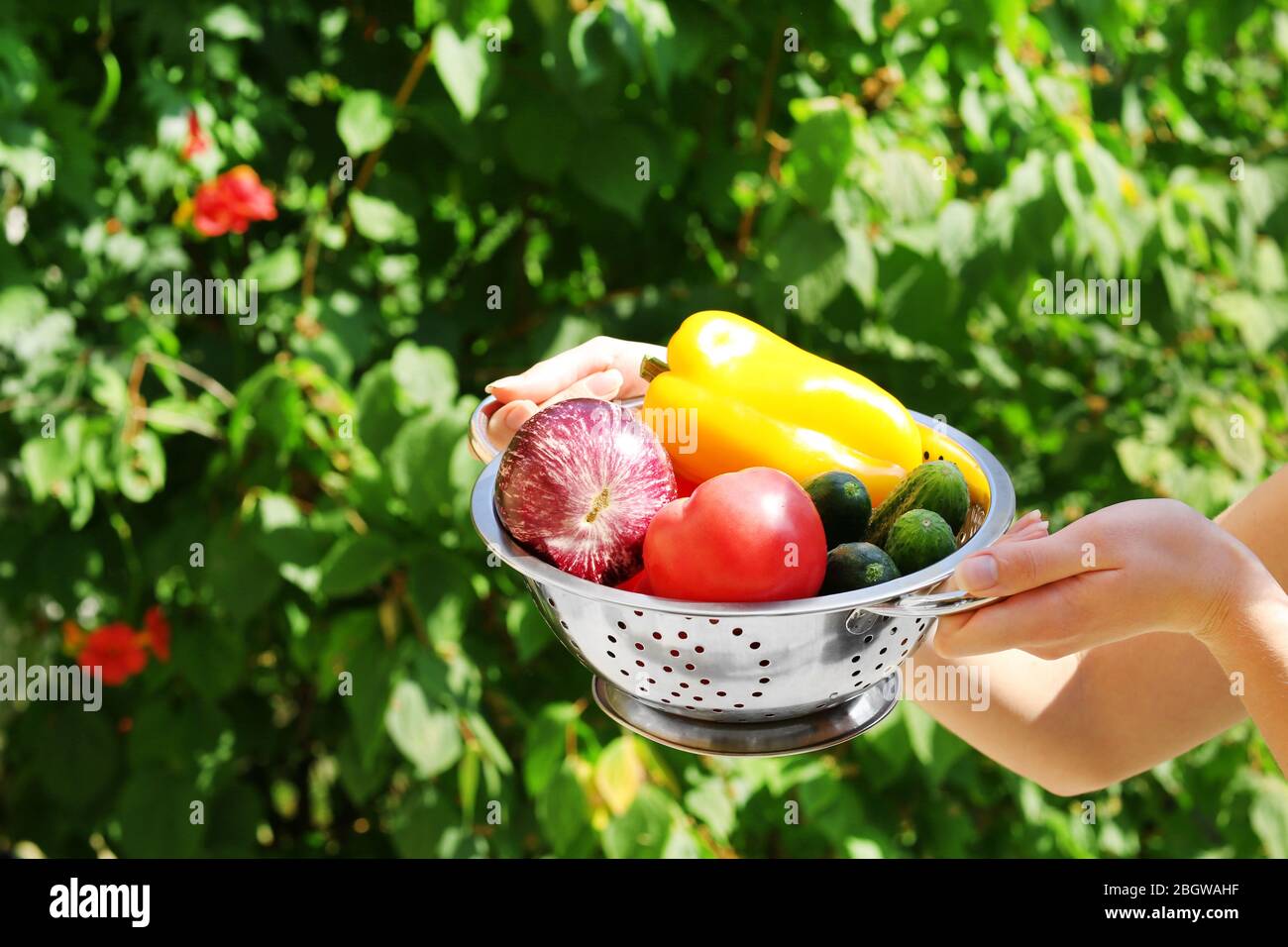 Splashing water and washing leaves hi-res stock photography and images ...