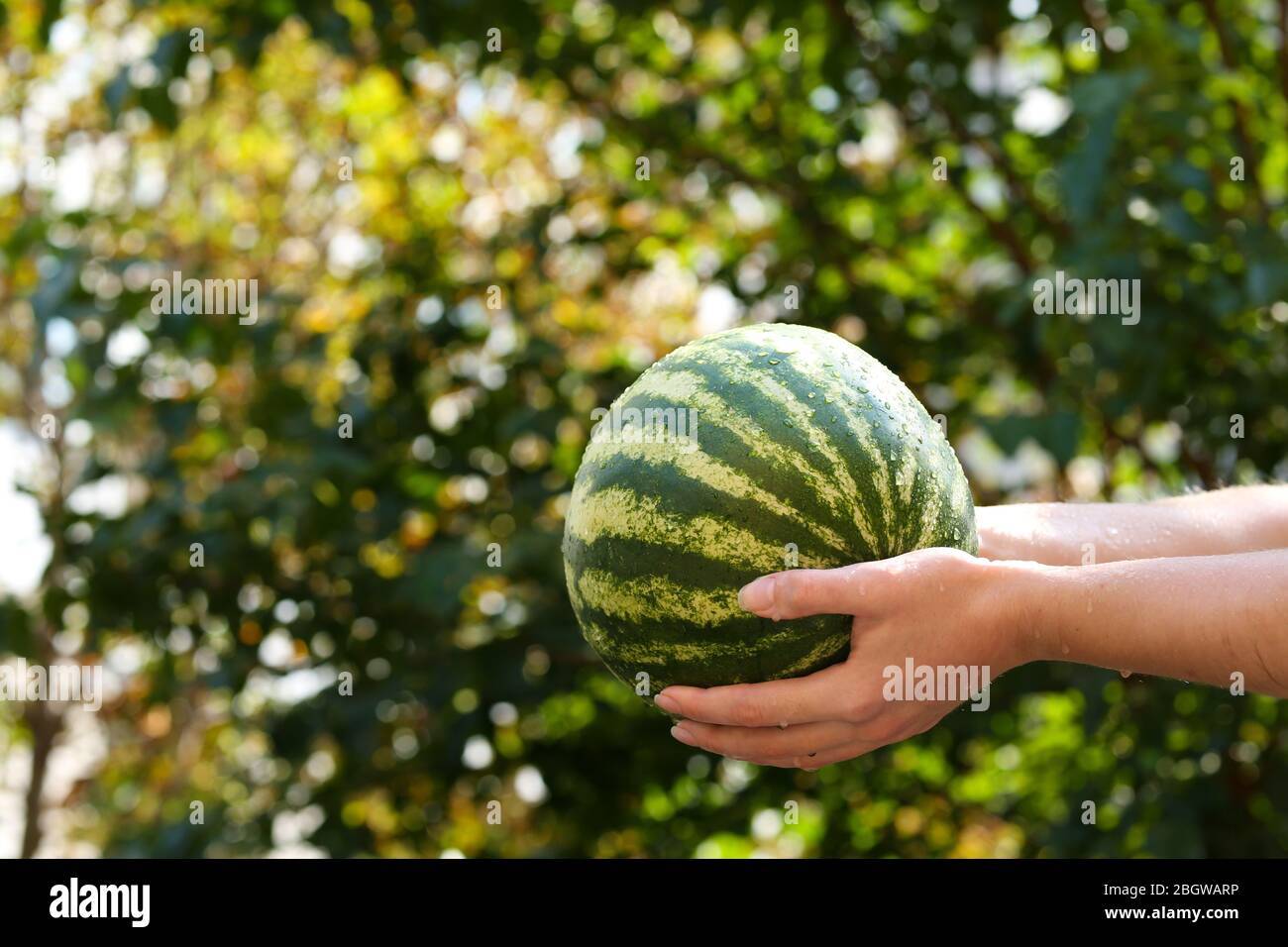Washing watermelon, outdoors Stock Photo - Alamy