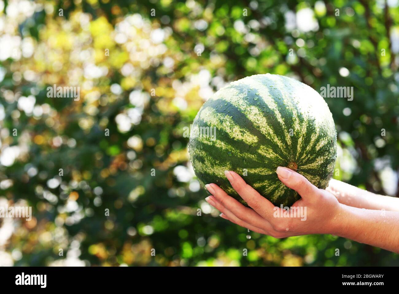 Washing watermelon, outdoors Stock Photo - Alamy