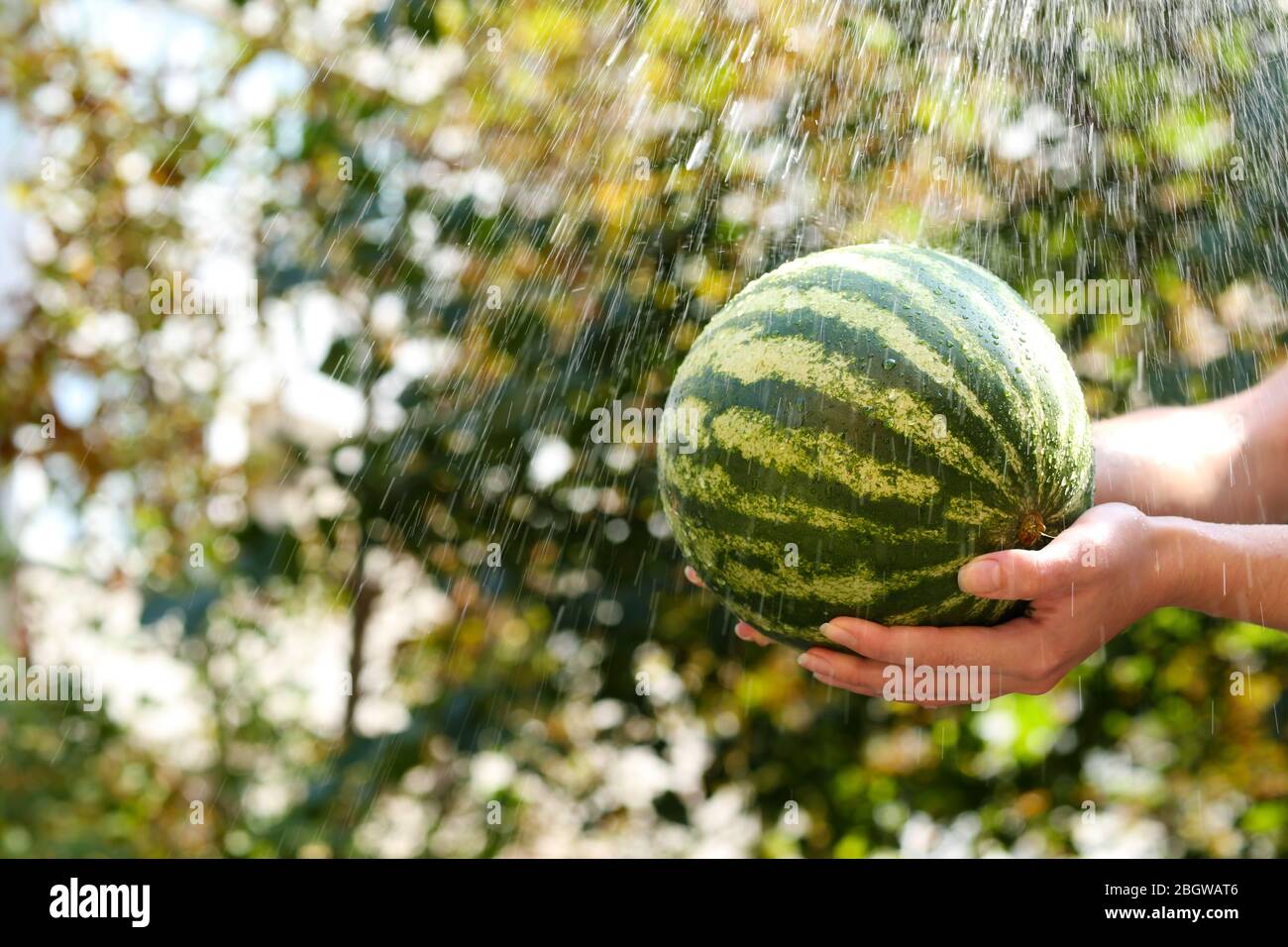Washing watermelon, outdoors Stock Photo - Alamy