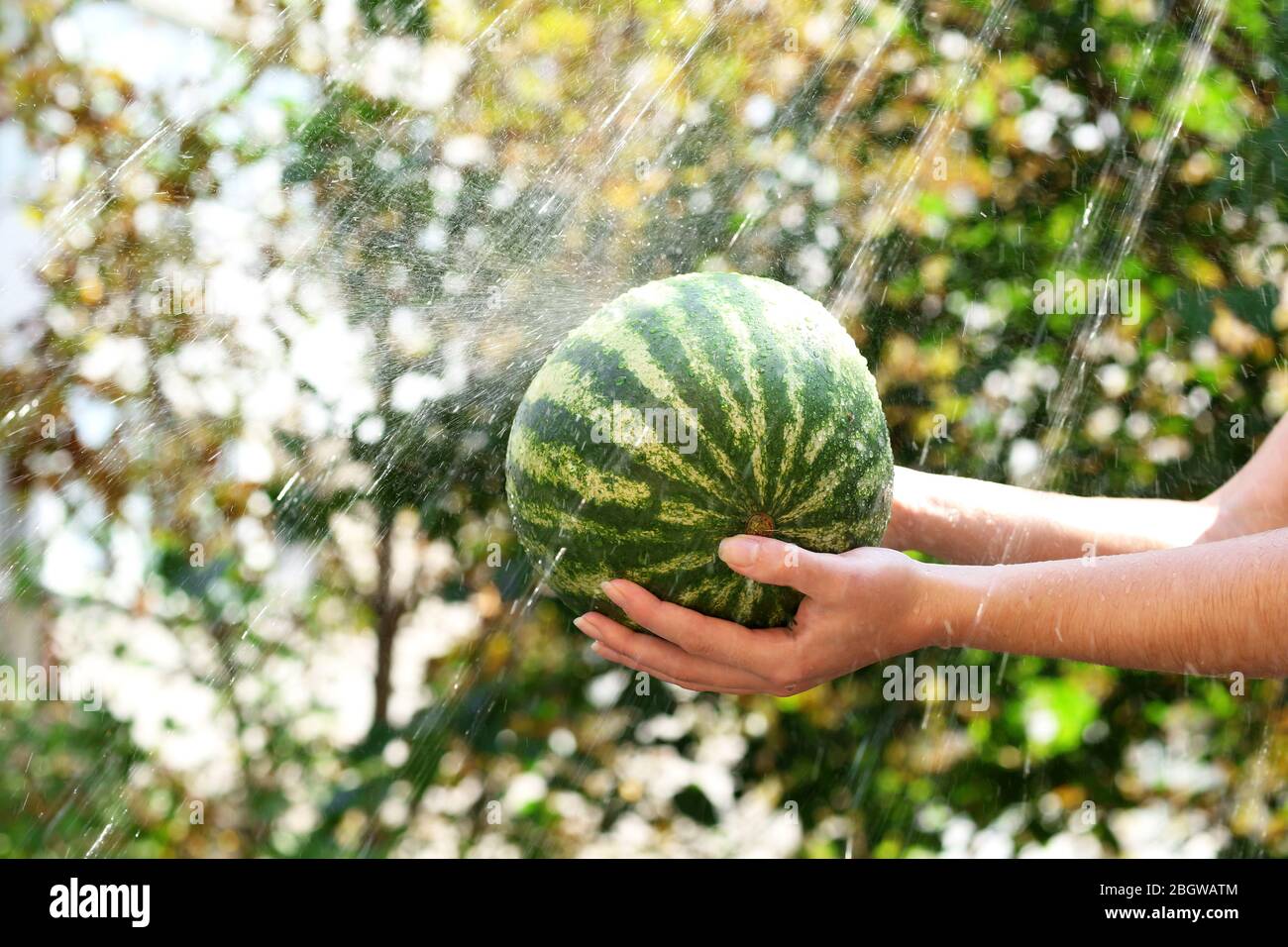 Hands washing fruit vegetables hi-res stock photography and images - Alamy