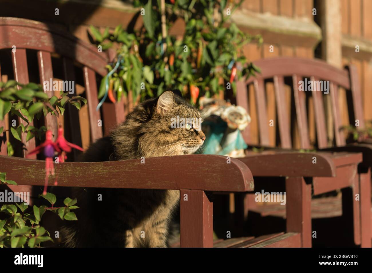 Cat on garden bench hi-res stock photography and images - Alamy