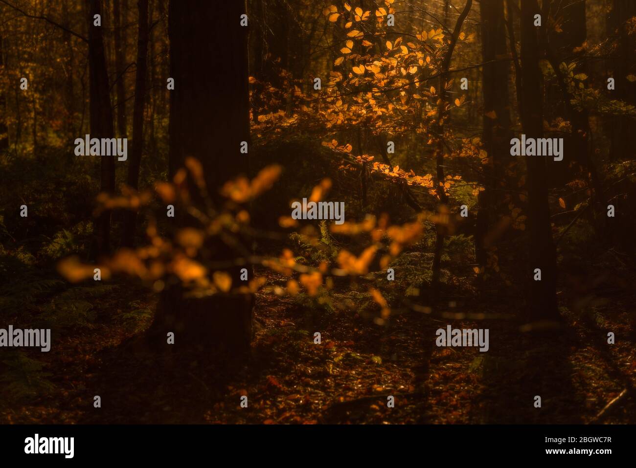 Thetford forest breckland hi-res stock photography and images - Alamy