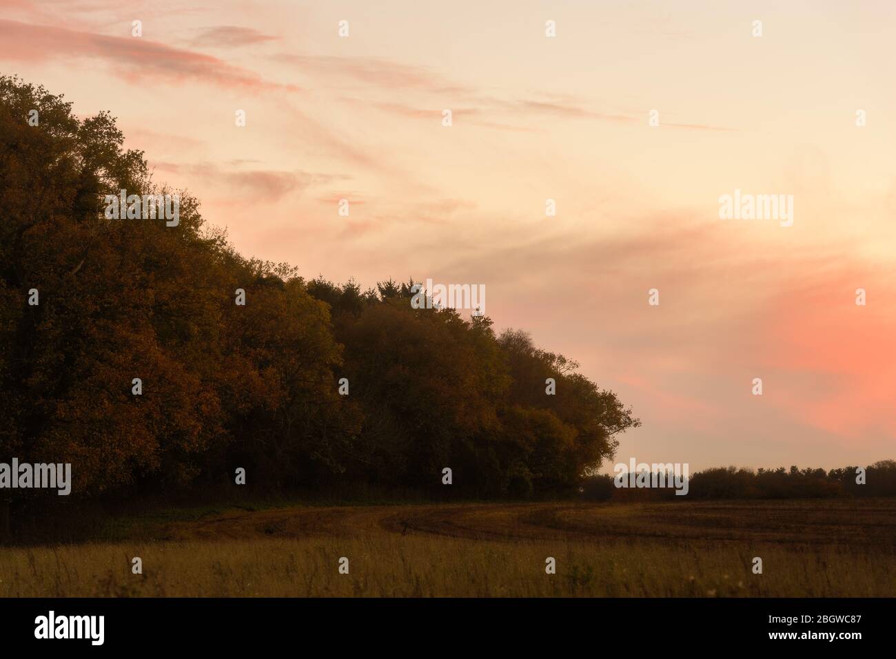 Thetford Forest Breckland High Resolution Stock Photography and Images ...