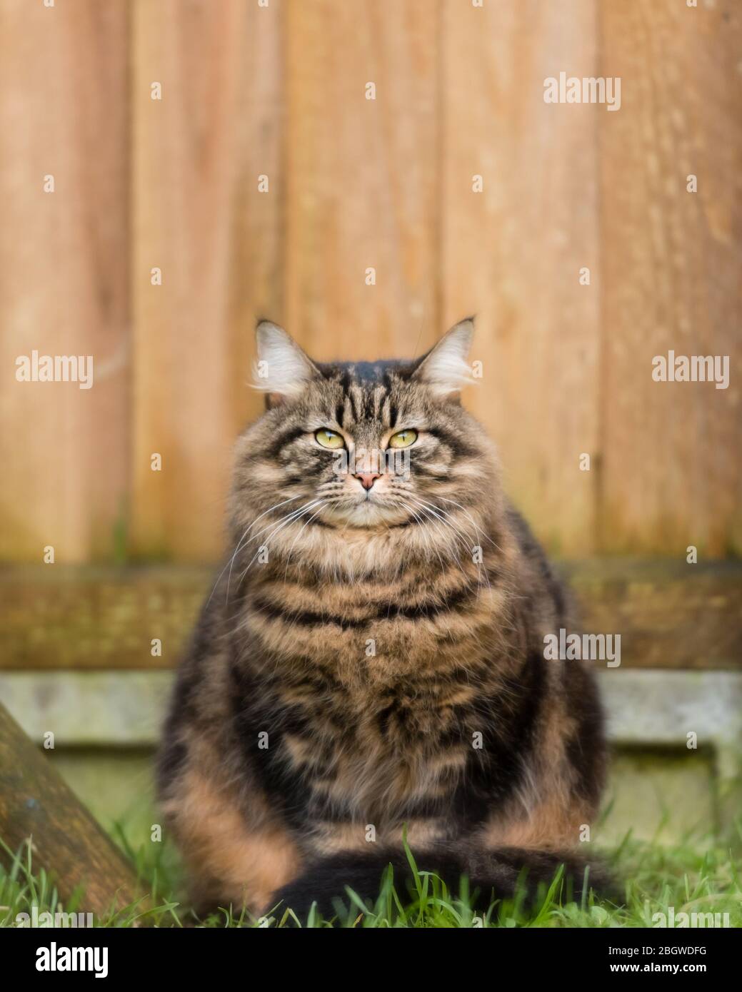 Tabby cat portrait, in front of garden fence -January, 2018 Stock Photo ...