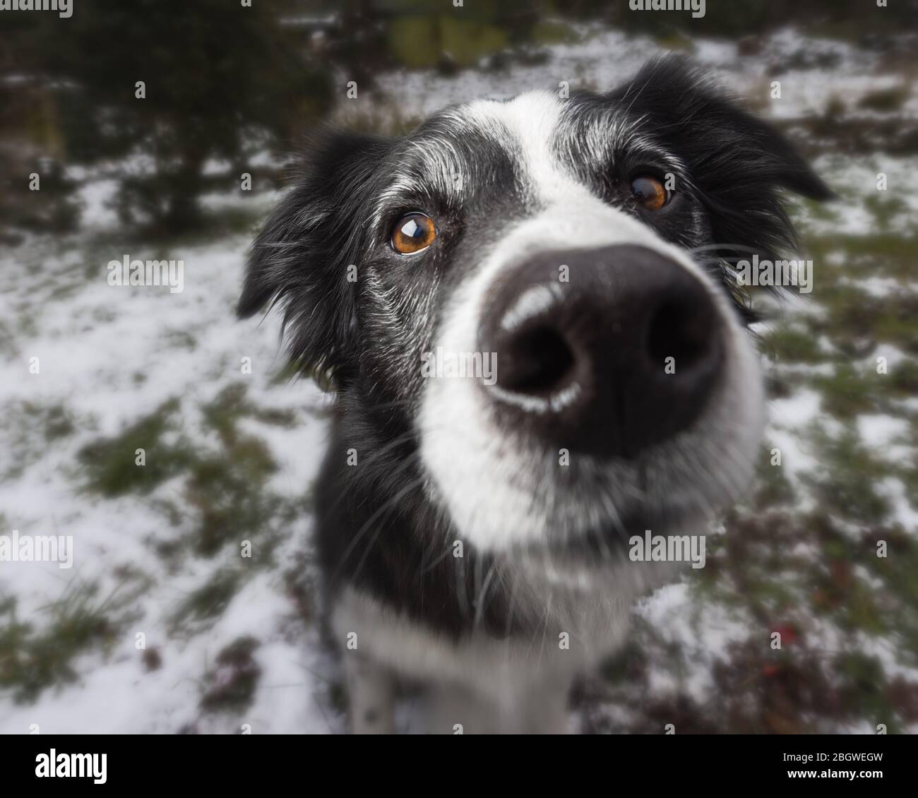 Border collie nose close up hi-res stock photography and images - Alamy