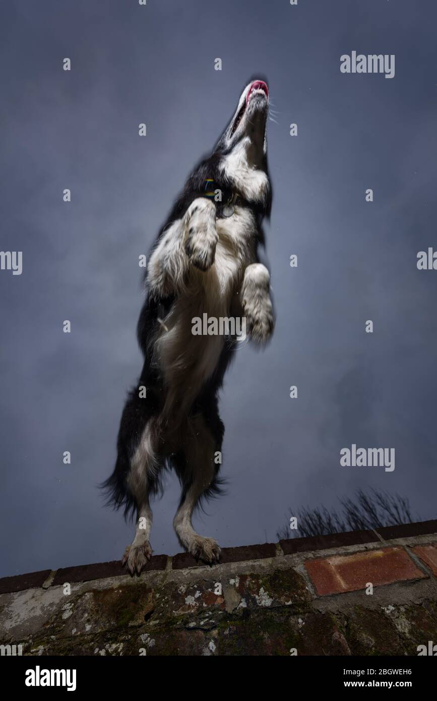 Border collie leaping from wall. Upward aspect - March 2018 Stock Photo ...