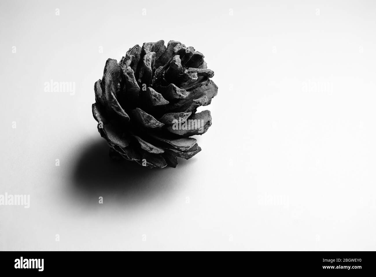 Pine cone still life, on white background - April, 2018 Stock Photo - Alamy