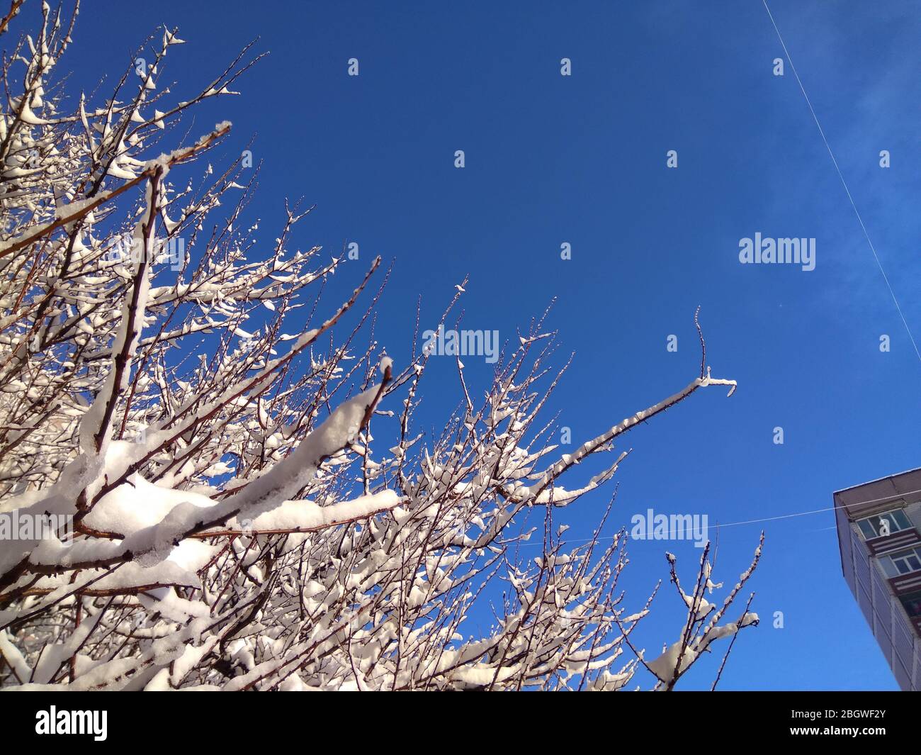 Snow falling against pine hi-res stock photography and images - Alamy