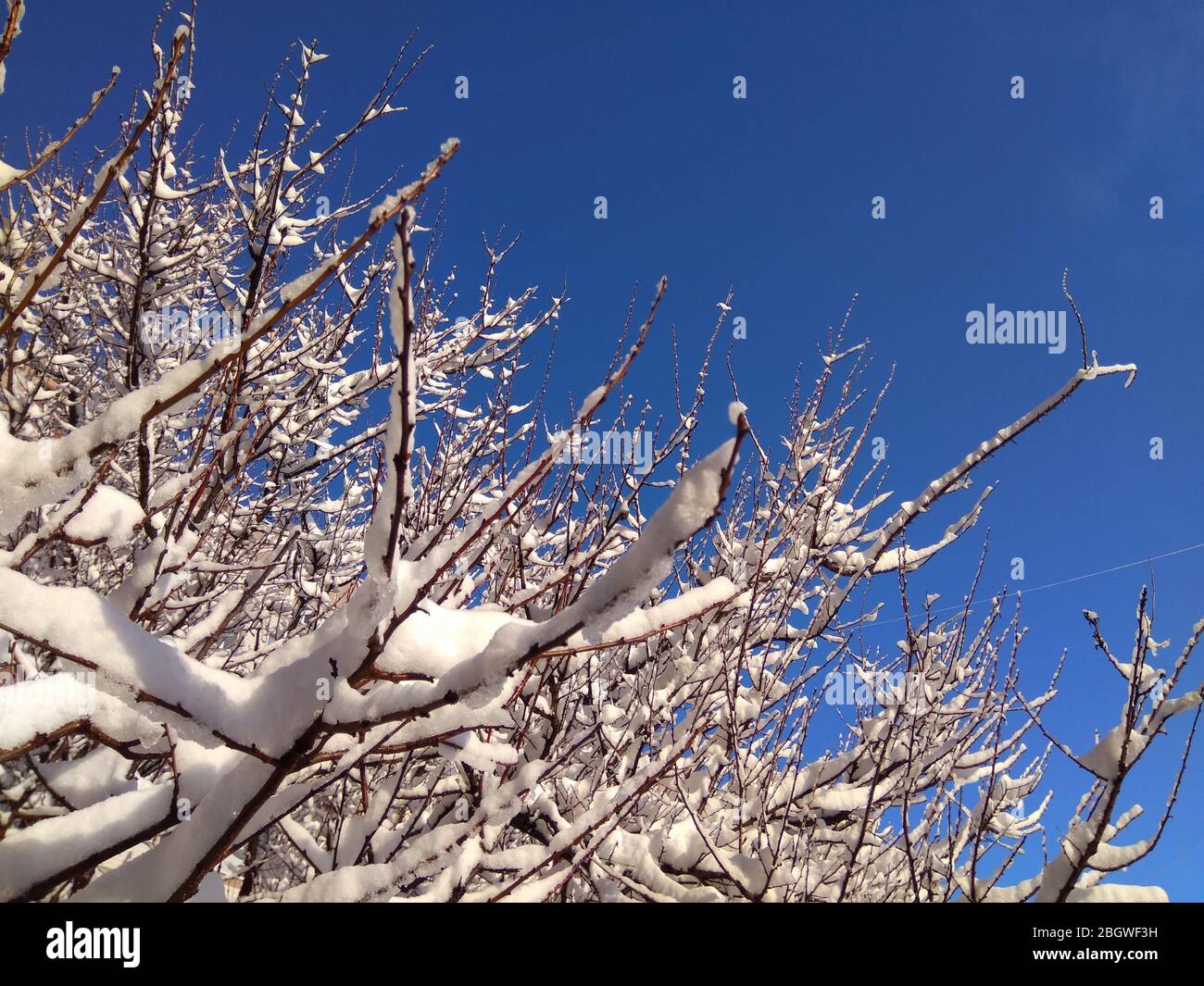 beautiful winter landscape trees in the snow Stock Photo - Alamy