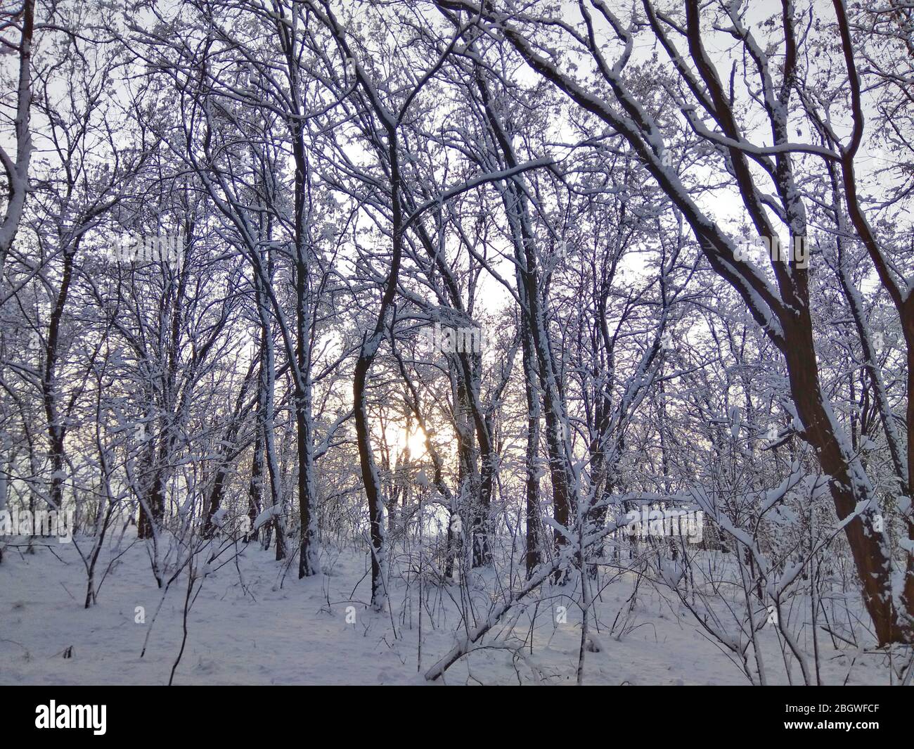 beautiful winter landscape trees in the snow Stock Photo - Alamy