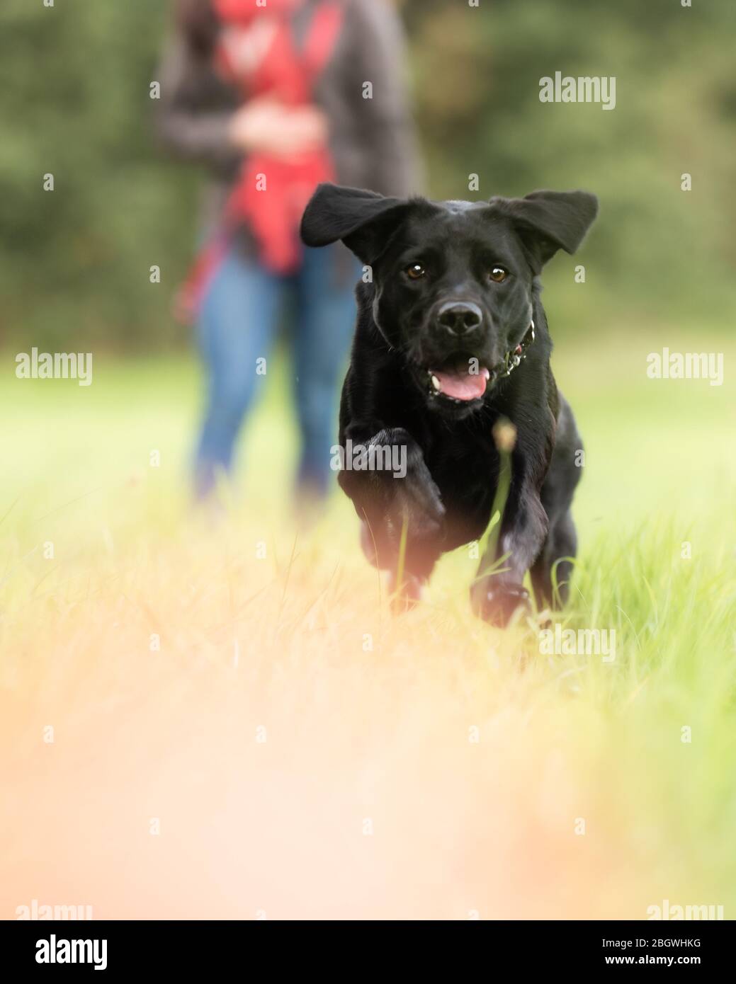Black Lab dog running in park iv. September, 2018 Stock Photo - Alamy