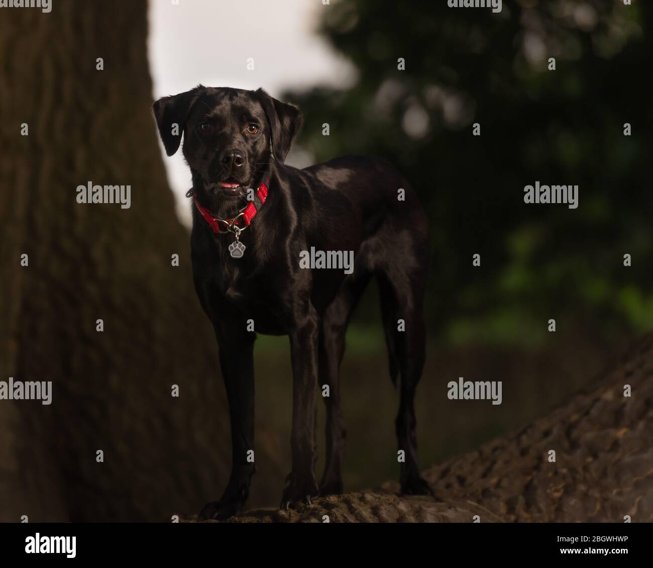Black lab dog portrait in park ii. September, 2018 Stock Photo - Alamy