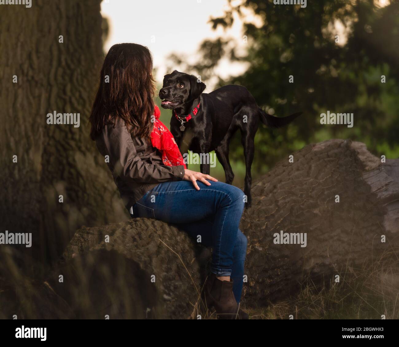 Labrador ii hi-res stock photography and images - Alamy
