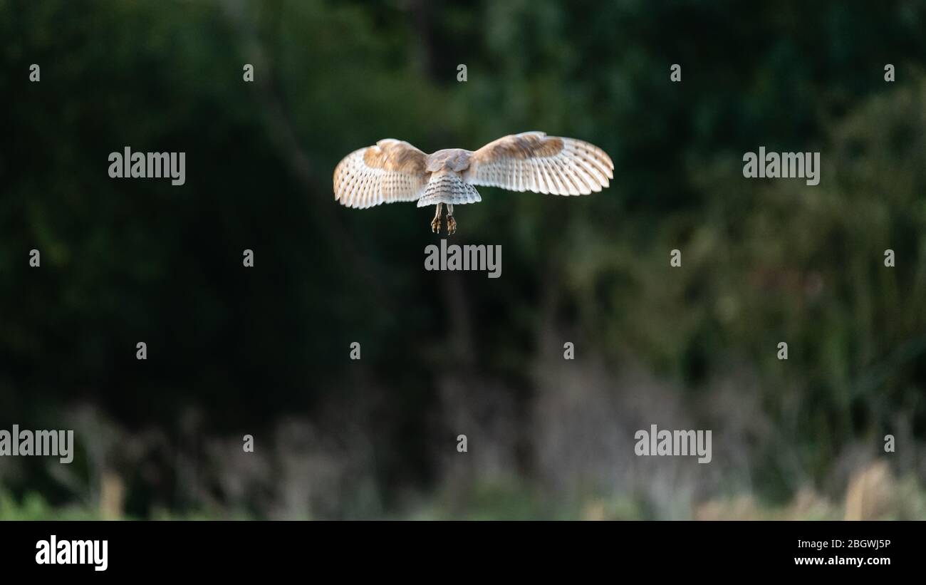Barn owl hunting iv hover rear view. October 2018 Stock Photo - Alamy