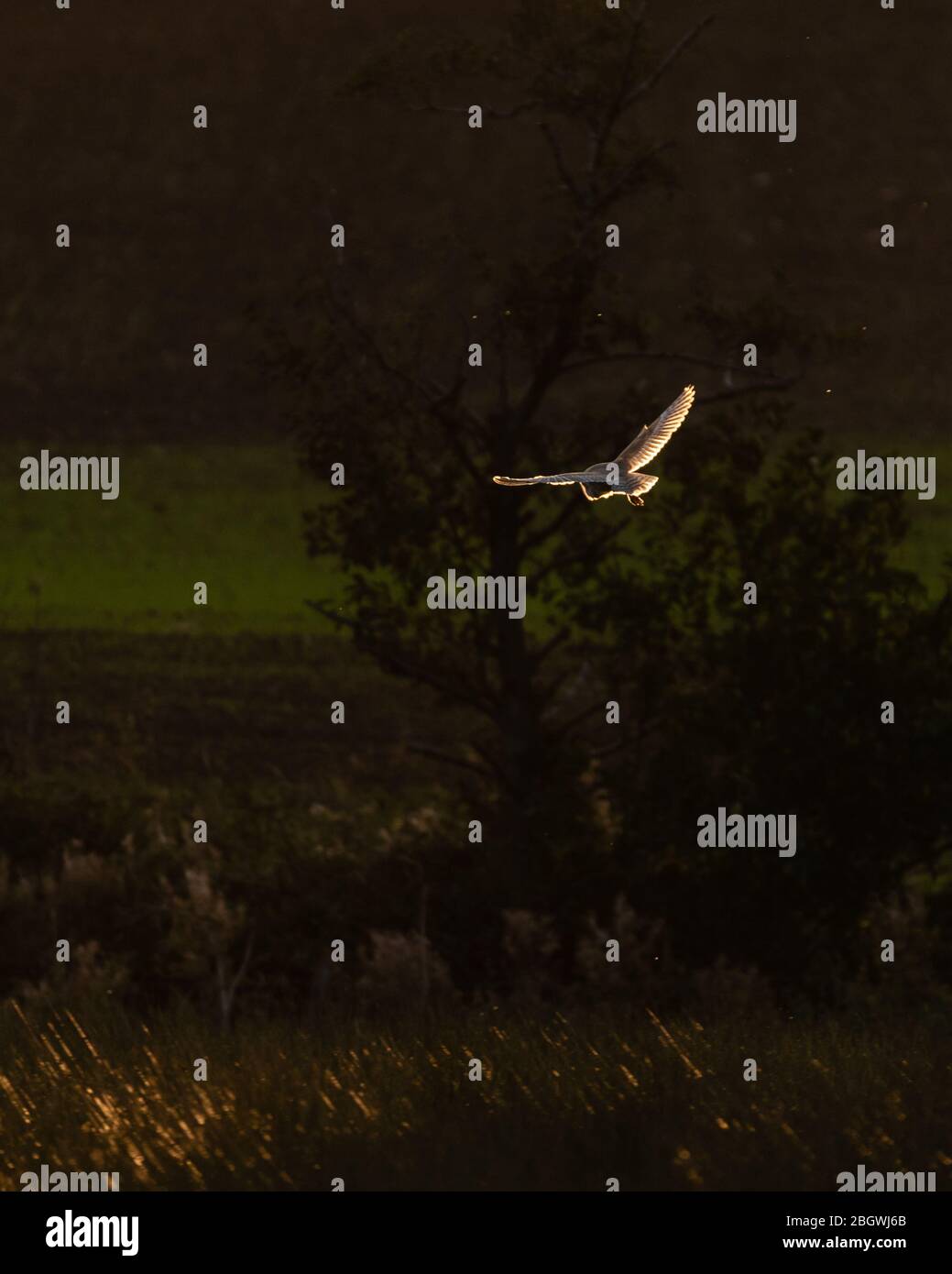 Barn owl hunting x baclit glide rear view dark bg. October 2018 Stock ...
