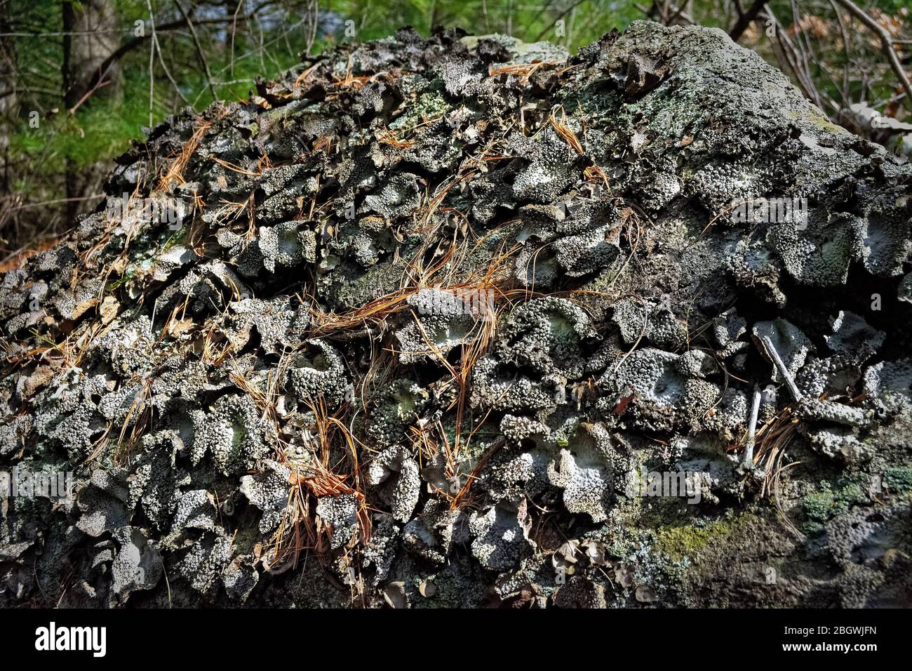 Rock tripe lichen hi-res stock photography and images - Alamy