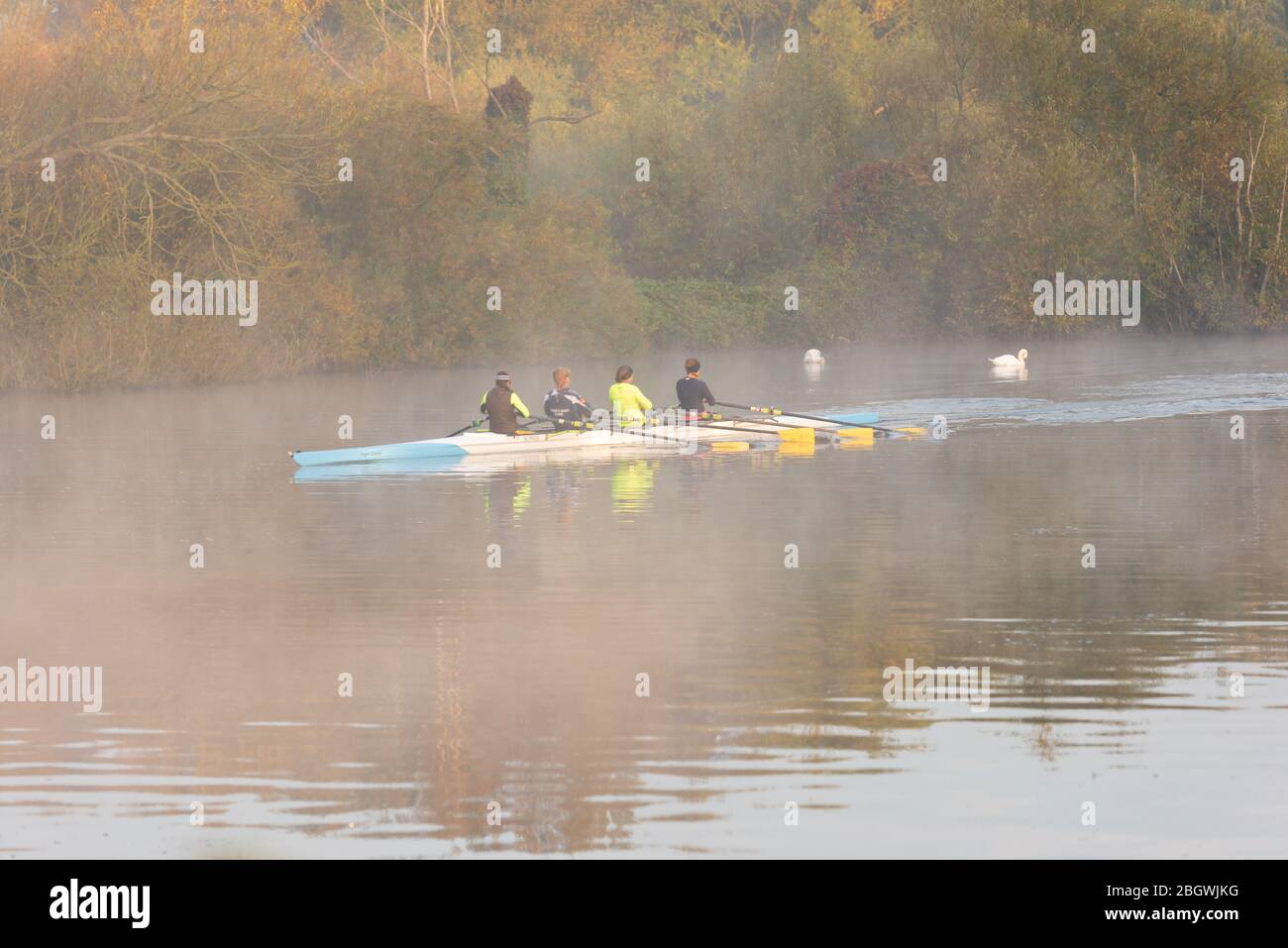 Quad sculling rowing boat on misty river ii with swans. October, 2018 ...