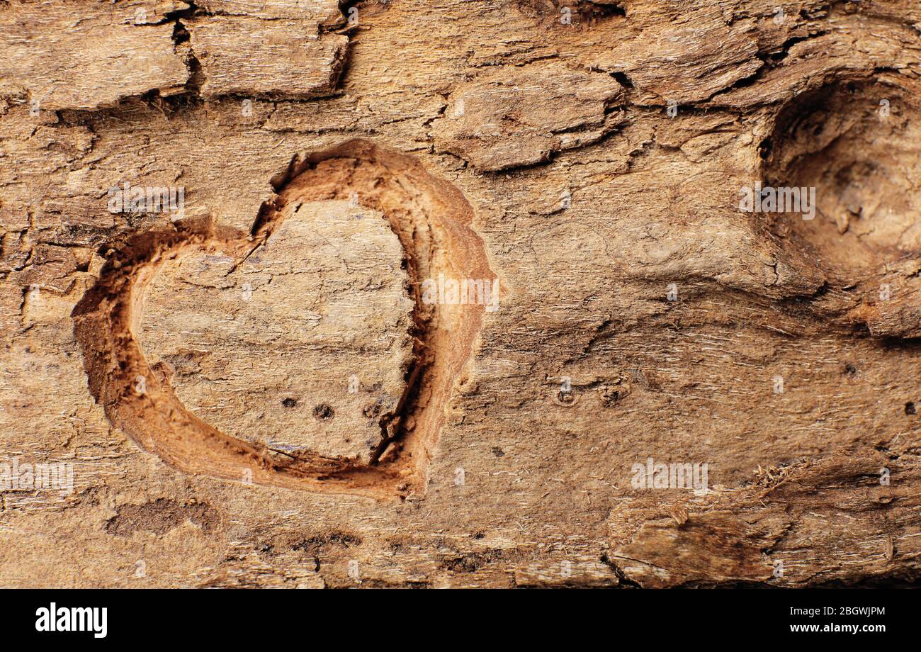 Heart carved in tree bark Stock Photo - Alamy