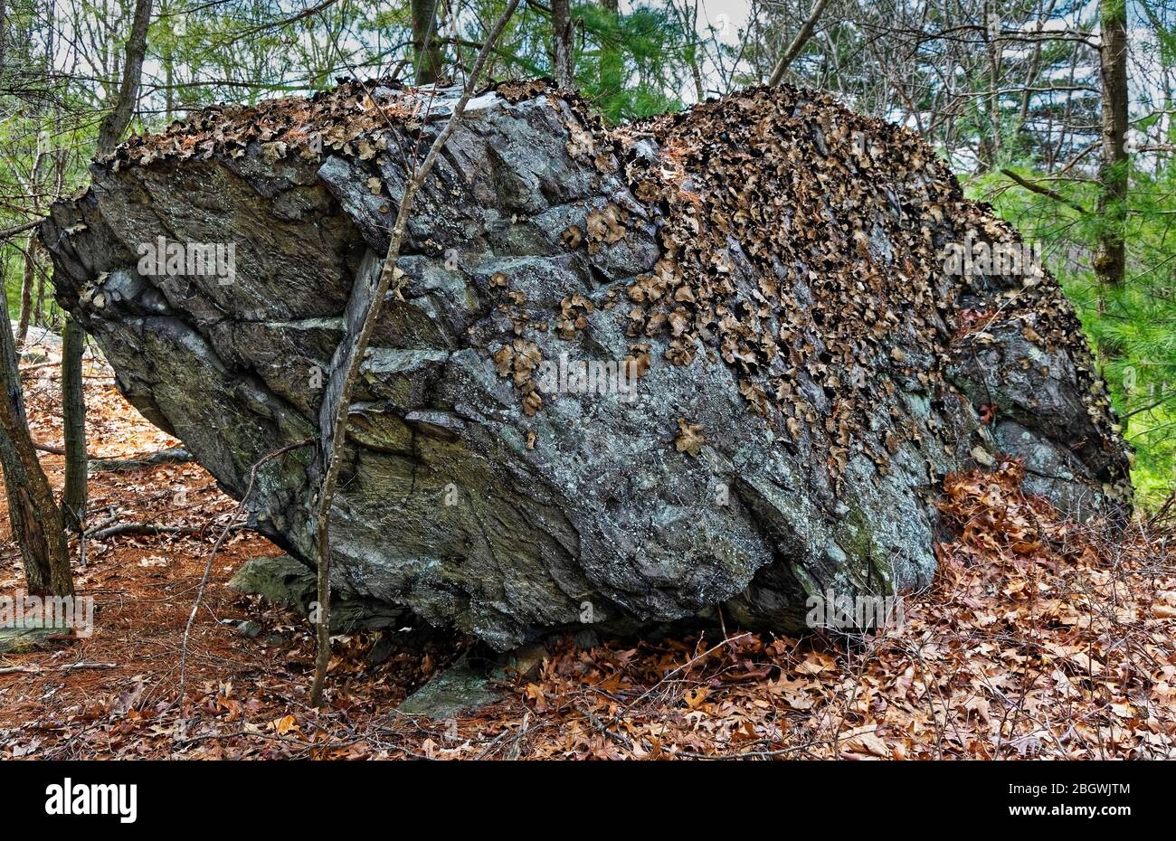 Umilicaria mammulata hi-res stock photography and images - Alamy