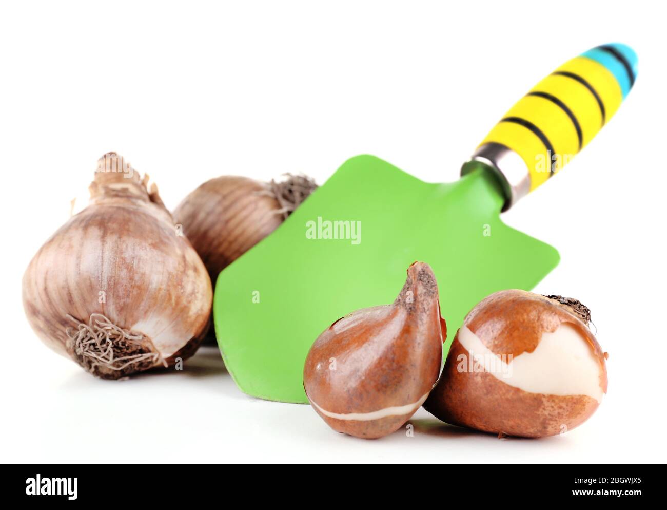 Flower bulbs and spade isolated on white Stock Photo - Alamy