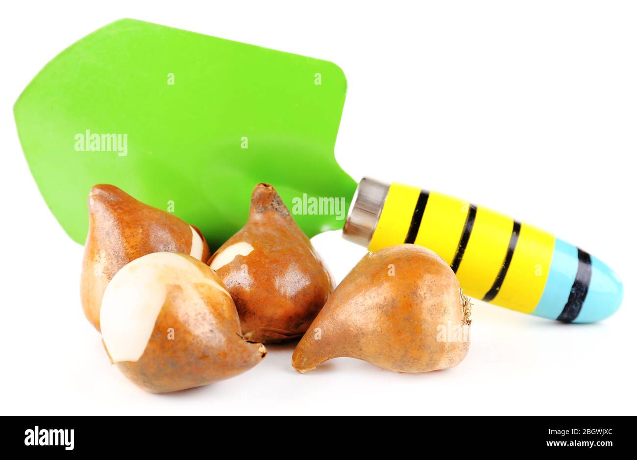 Flower bulbs and spade isolated on white Stock Photo - Alamy