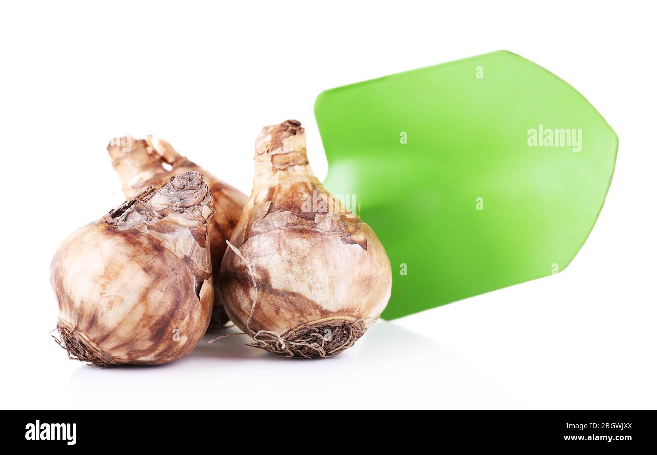 Flower bulbs and spade isolated on white Stock Photo - Alamy