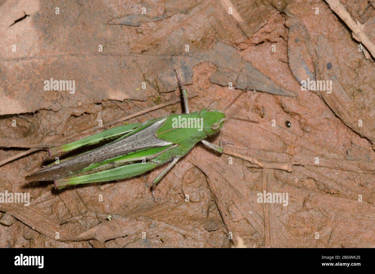 Northern Green Striped Grasshopper Chortophaga Viridifasciata Female