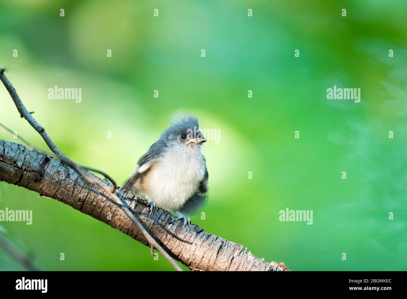Young titmouse hi-res stock photography and images - Alamy