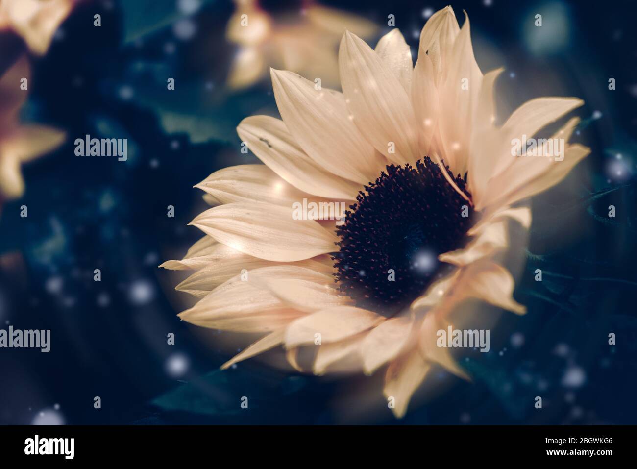 Dramatic Sunflower flower background; Nature background Stock Photo - Alamy