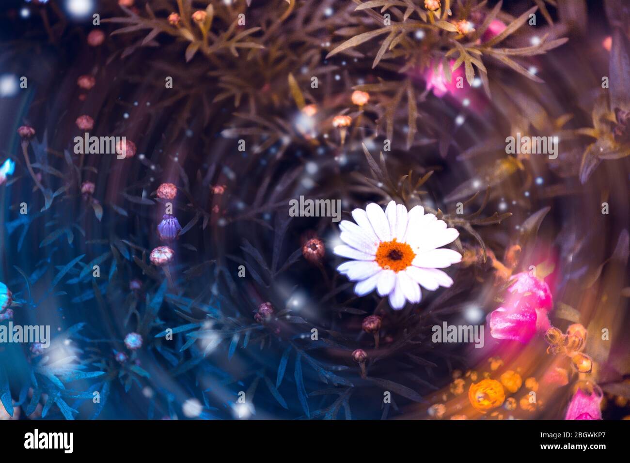 dramatic flower background; Nature Background Stock Photo - Alamy