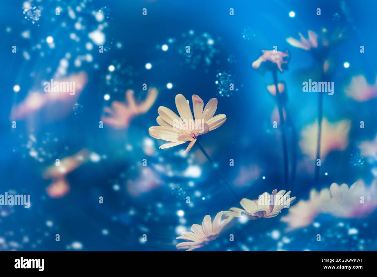 dramatic flower background; Nature Background Stock Photo - Alamy