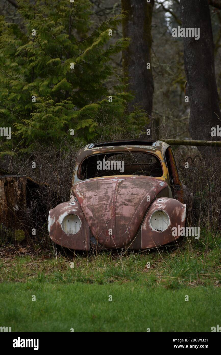 Parts of a beetle hi-res stock photography and images - Alamy
