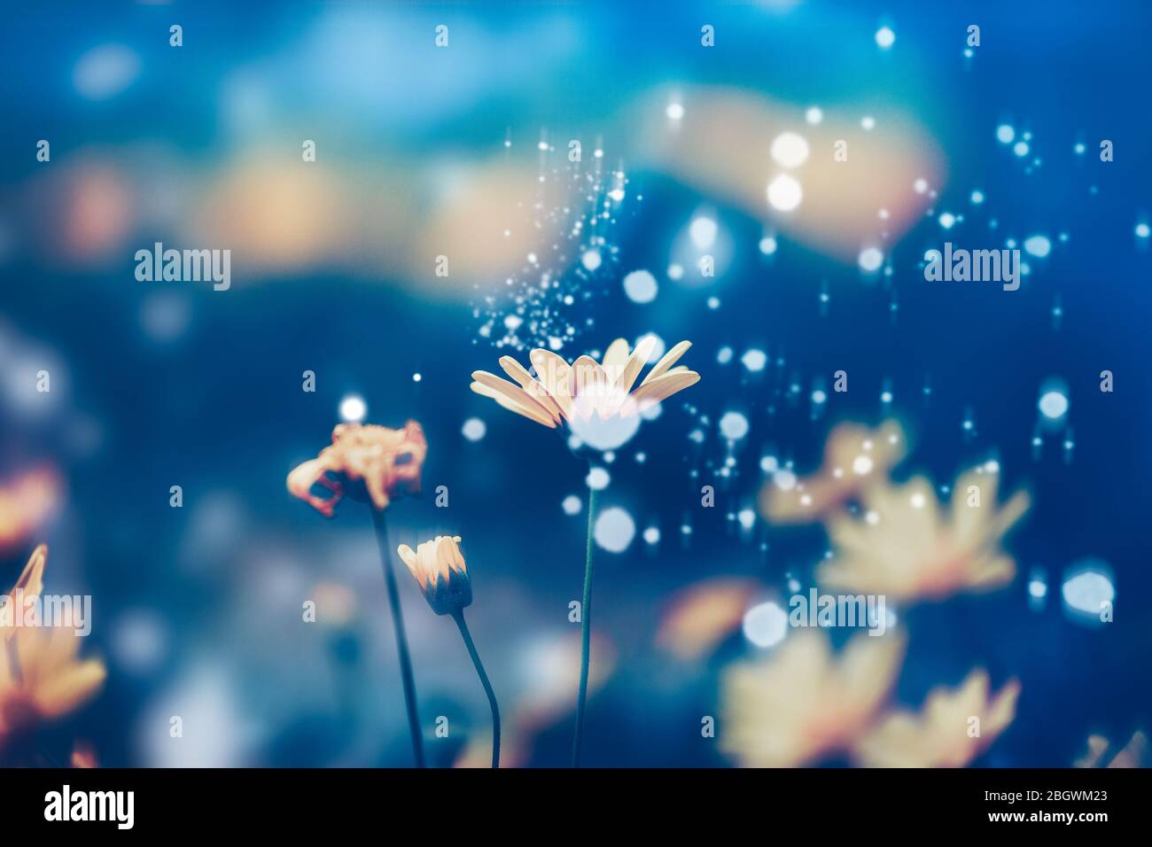 dramatic flower background; Nature Background Stock Photo - Alamy