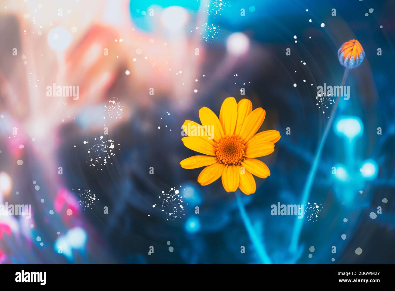 dramatic flower background; Nature Background Stock Photo - Alamy