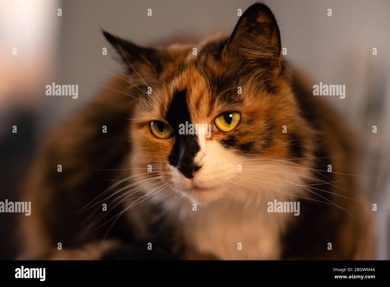 Long hair Calico cat indoors xxvi portrait looking left. January, 2019 ...