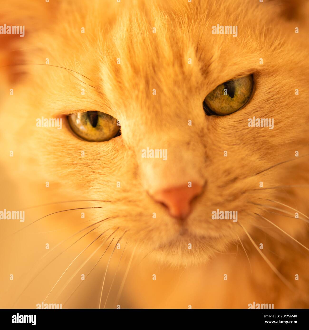 Ginger cat in home iii headshot portrait. January, 2019 Stock Photo - Alamy